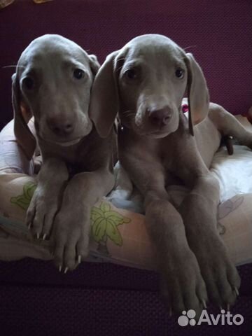 Продаются щенки Веймарской легавой