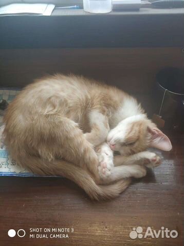 Мега ласковый котик