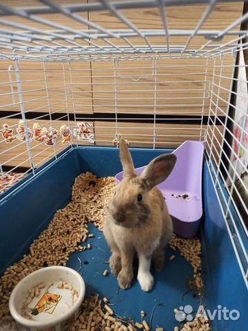 Декоративные кролик