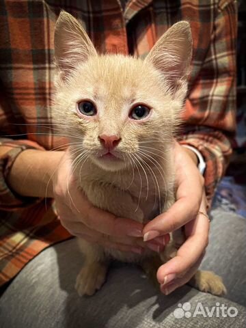 Бежевый котенок в добрые руки