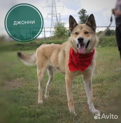 Жизнерадостный Джонни в активную семью