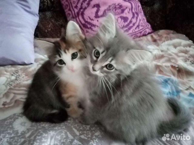 Котята в добрые руки мальчик и девочка 2 м умные