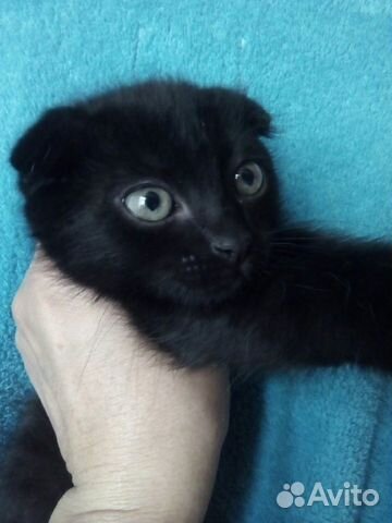 Шотландский котенок вислоухий