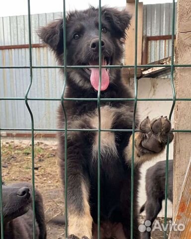 Собаки бесплатно в добрые руки щенки