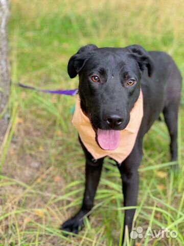 Щенок в дар из приюта