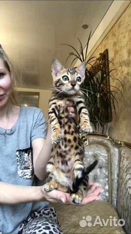 Бенгальская девочка Астра