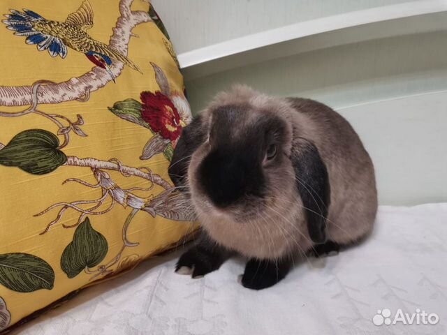 Крольчиха вислоухий баран