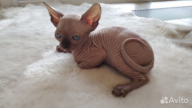 Ищем кота для случки