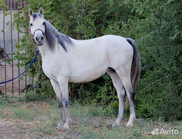 Арабские лошади