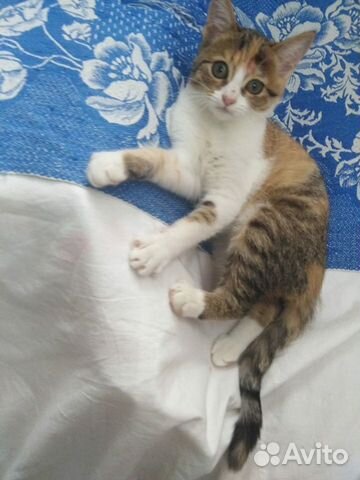 Котёнок в добрые руки