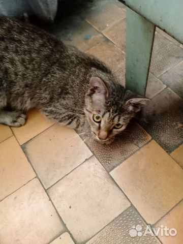 Бездомный котенок девочка