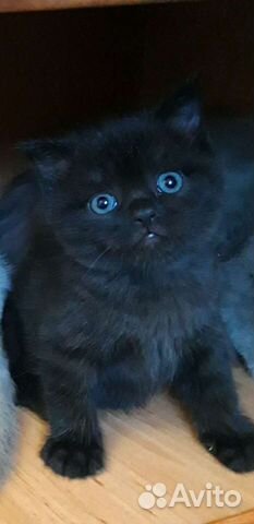 Британская кошка