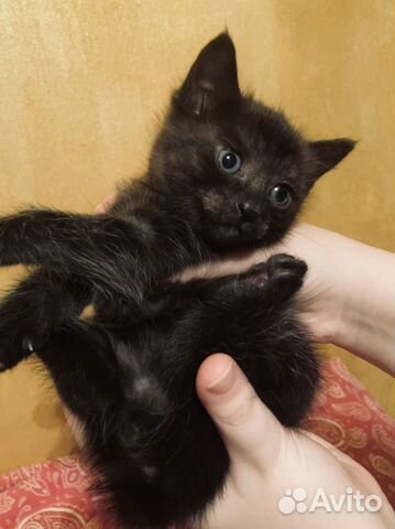 Котята рысята