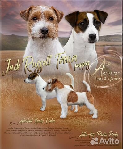 Щенки Джек рассел терьер
