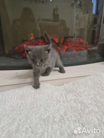 Малыш котенок (девчонка вроде) красивого окраса