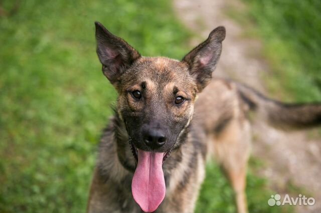 Молодой пес Тайсон