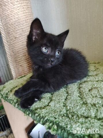 Малыш ищет Свой Дом