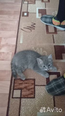 Котенок мальчик британец з месяца