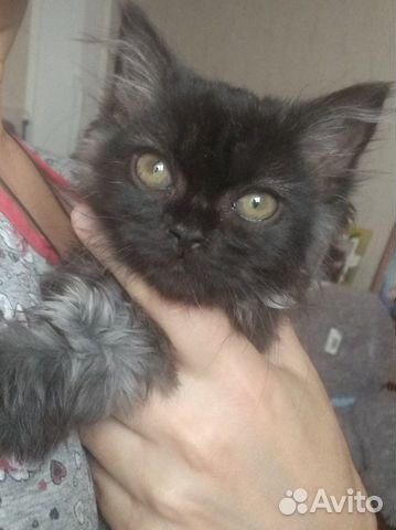 Кошка
