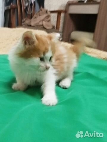 Кошка в дар