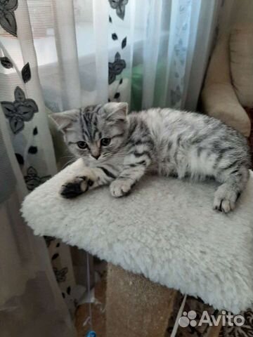 Красивый котик 2 мес