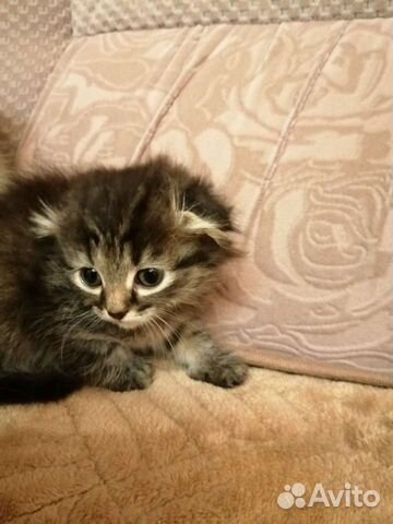 Шотландские котята