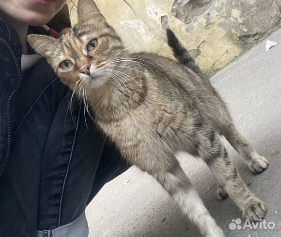 Умоляю заберите кошечку