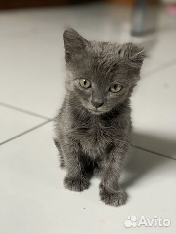 Котята бесплатно