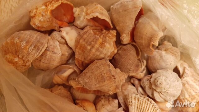 Ракушки для аквариума