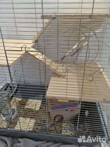 Крыса дамбо с клеткой