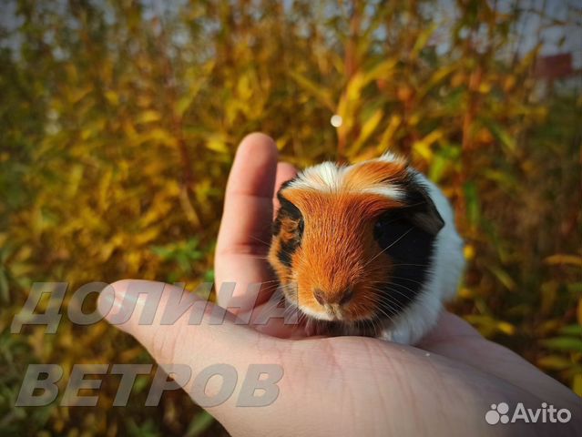 Яркие пестрые морские свинки самочки