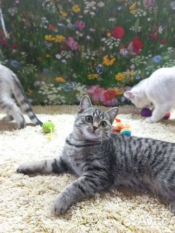 Чистокровные котята