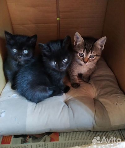 Котята в добрые руки