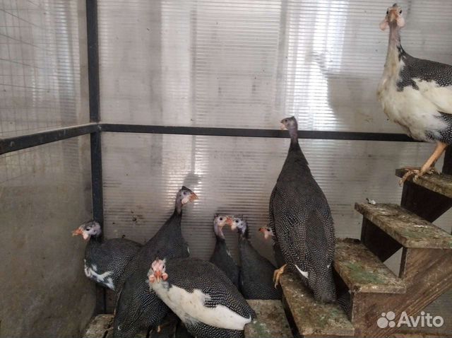 Самцы цесарок