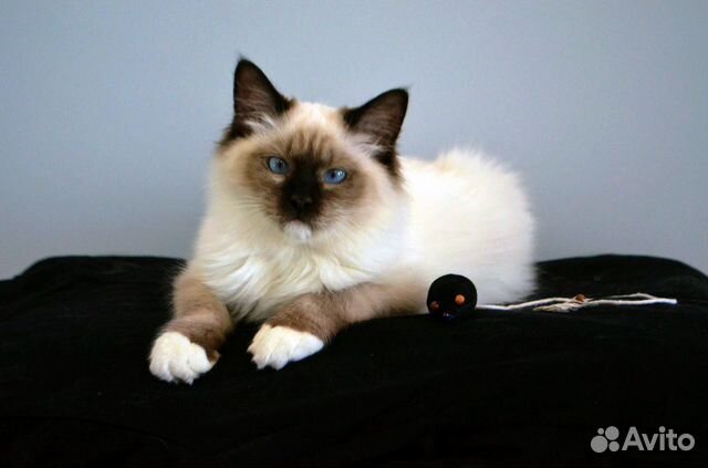Очаровательный котенок ragdoll