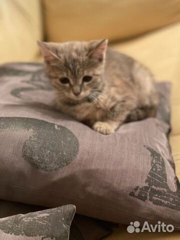 Котенок Ру умеет Мечтать (Котята в добрые руки)