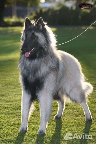 Бельгийская овчарка тервюрен, грюнендаль, малинуа