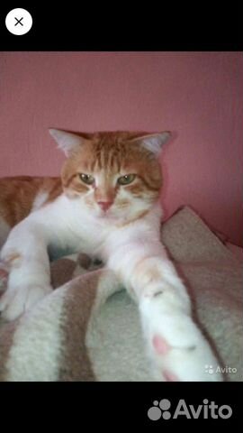 Красивый рыжий кот