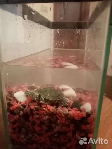 Черепаха красноухая 2 шт