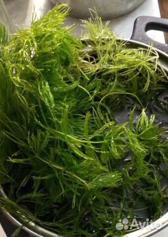 Отдам водоросли (Валлиснерия и Роголистик)