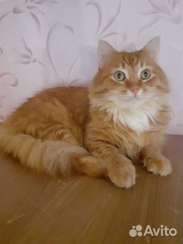 Котик