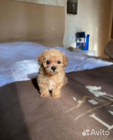 Собака мальтипу