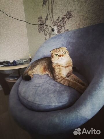 Шотландский кот вязка