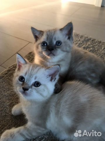 Шотландский котенок скоттиш страйт