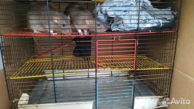 Продажа крыс