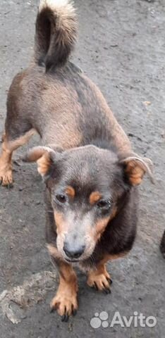 Тобик из приюта