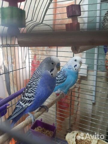 Волнистый попугай