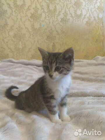 Котенок (2 месяца) спокойный, ласковый