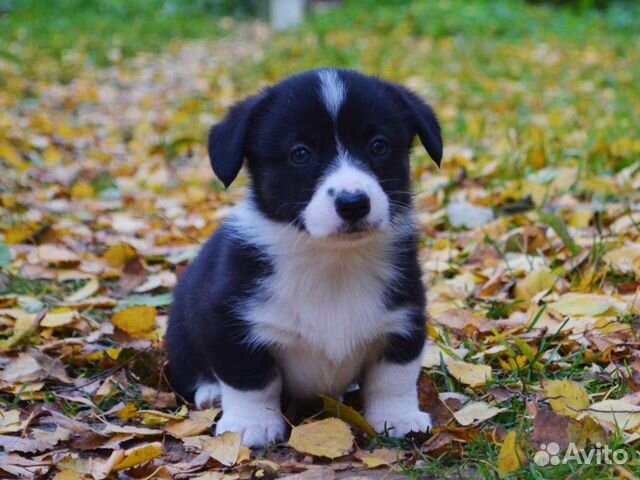 Вельш корги кардиган