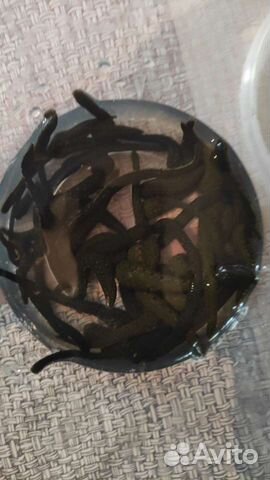 Восточные пиявки из Азербайджана0,7-1,4 гр